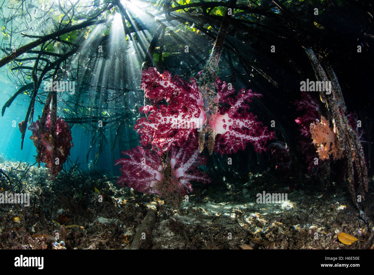 Brightly colored soft corals grow on prop roots descending from a "blue ...