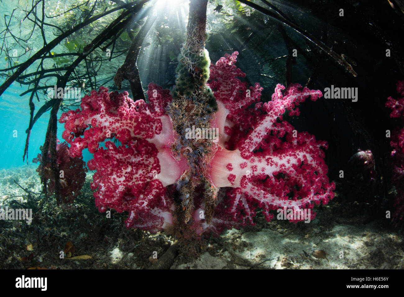 Brightly colored soft corals grow on prop roots descending from a "blue ...