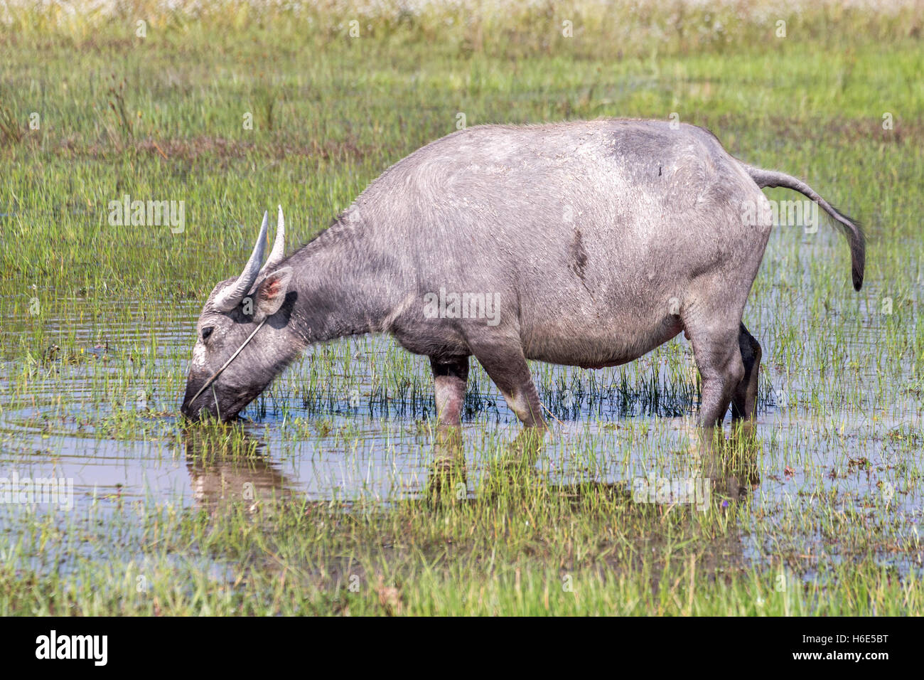 Water buffalo aka carabao, in rice fields, Cambodia Stock Photo - Alamy
