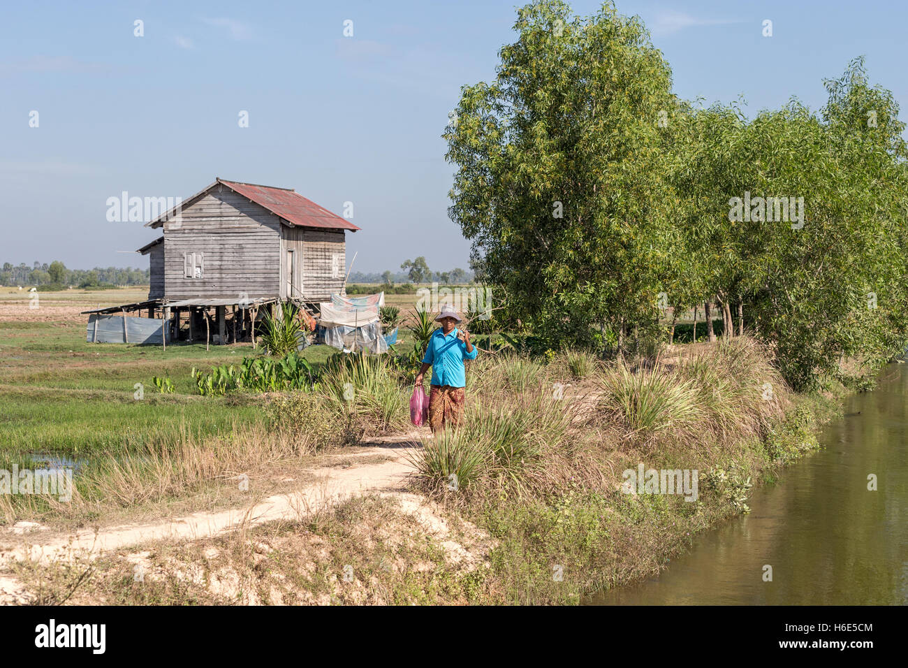 Man walking along path by rice field, Cambodia Stock Photo - Alamy