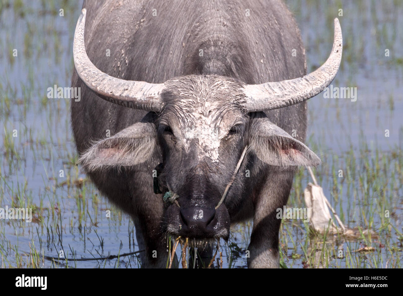 Water buffalo aka carabao, in rice fields, Cambodia Stock Photo - Alamy