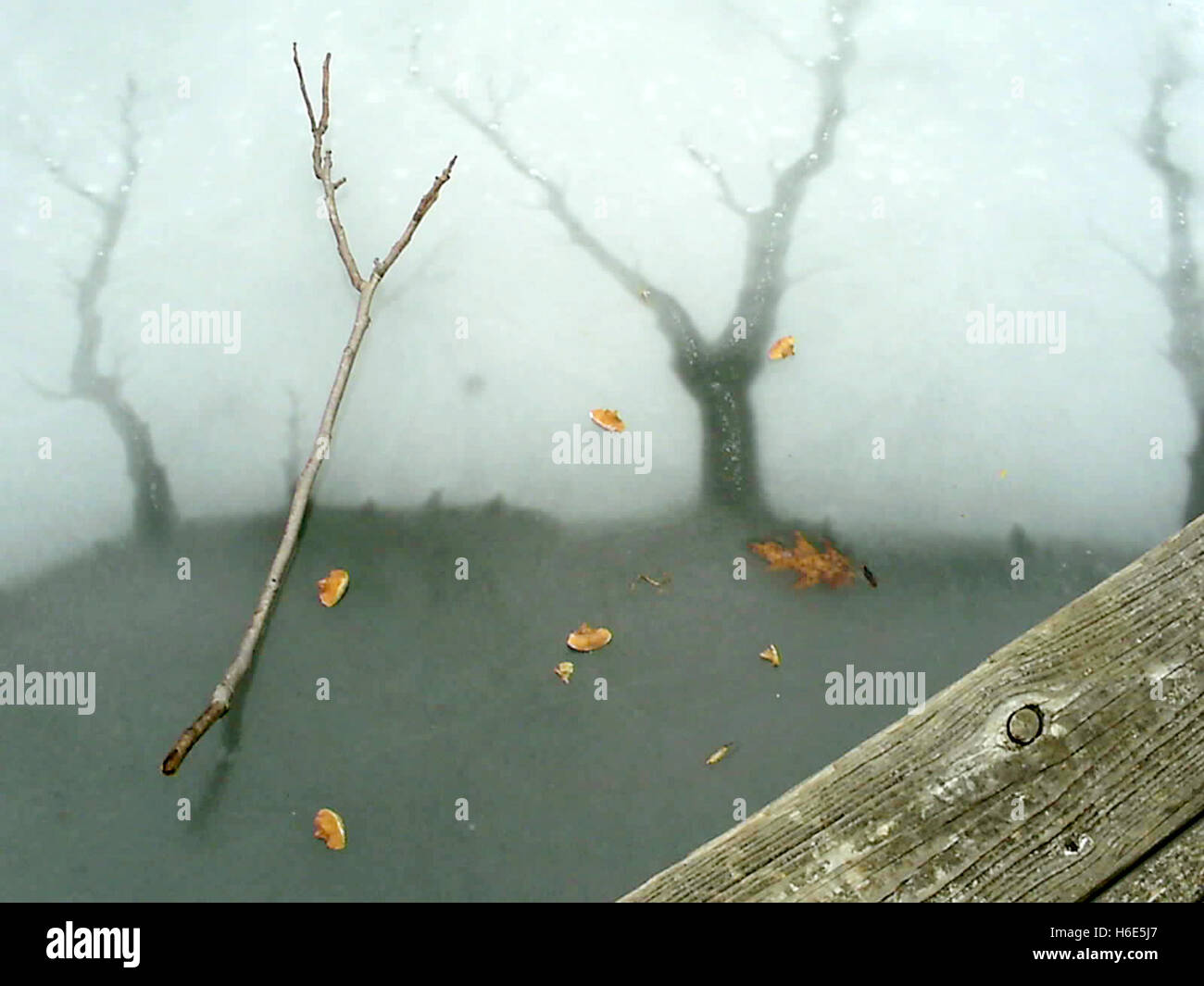 Shapes on frozen water at pond's edge Stock Photo - Alamy