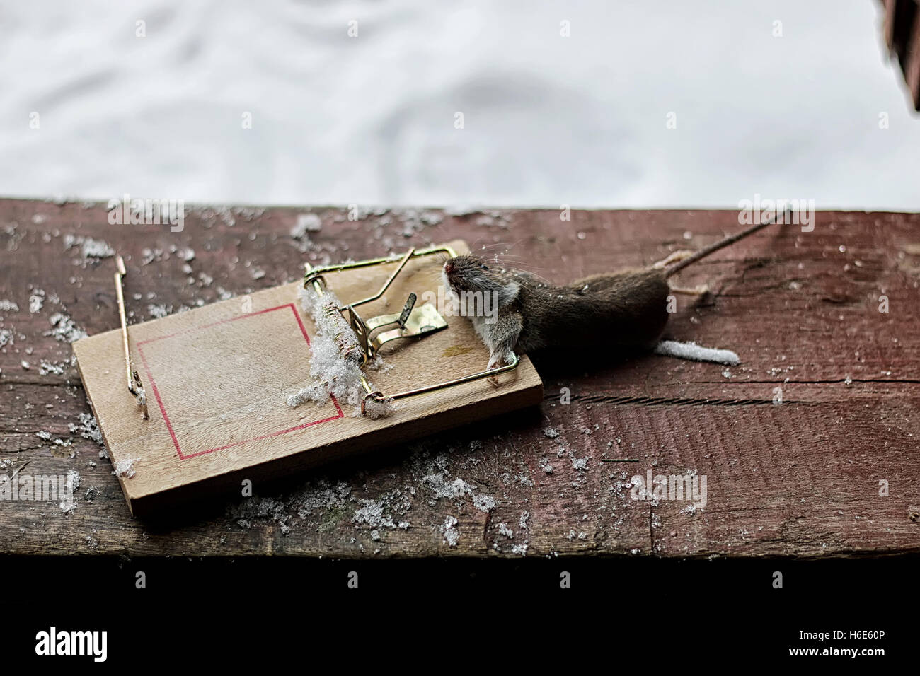 mouse in a mousetrap Stock Photo - Alamy