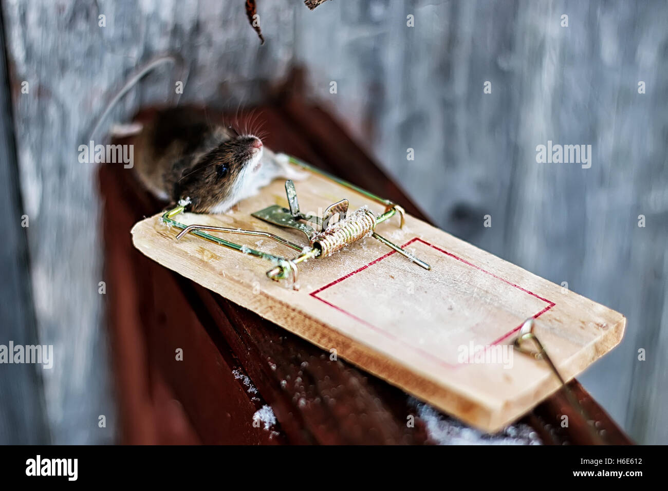mouse in a mousetrap Stock Photo - Alamy
