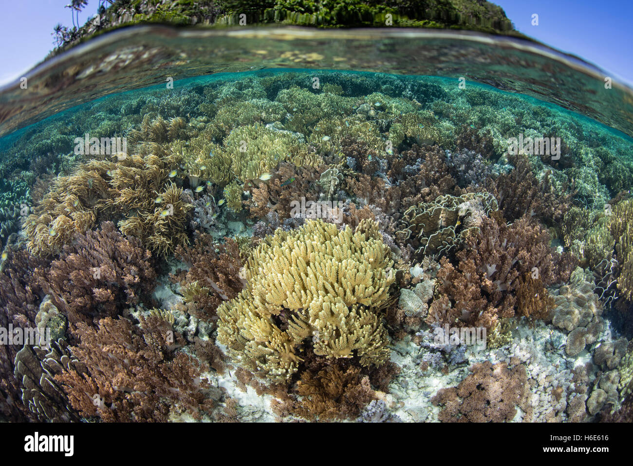 A beautiful and healthy reef thrives near an island in Raja Ampat ...