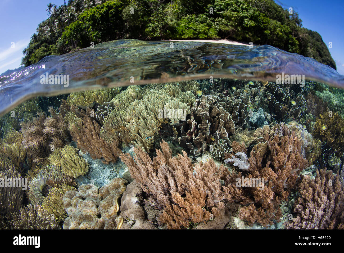 A beautiful coral reef thrives near a remote island in Raja Ampat ...
