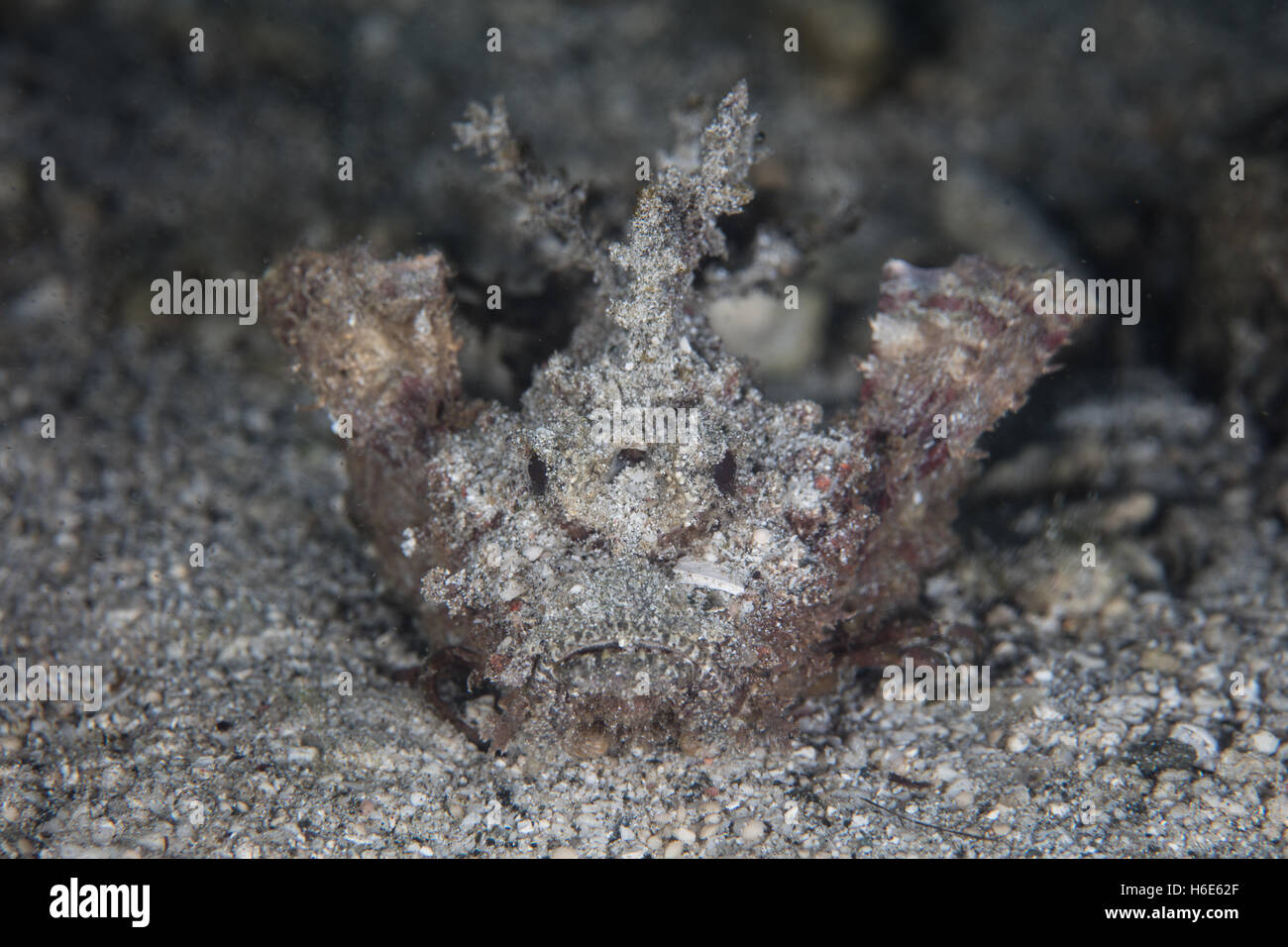 Devilfish hi-res stock photography and images - Alamy