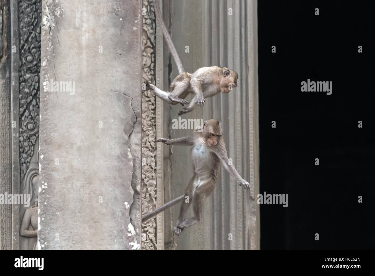 Jumping, Long-Tailed Macaques, aka crab-eating macaque, Macaca ...