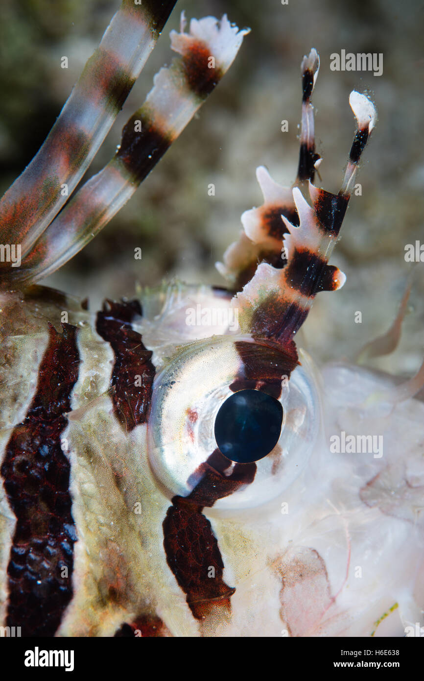 Zebra fish eye hi-res stock photography and images - Alamy
