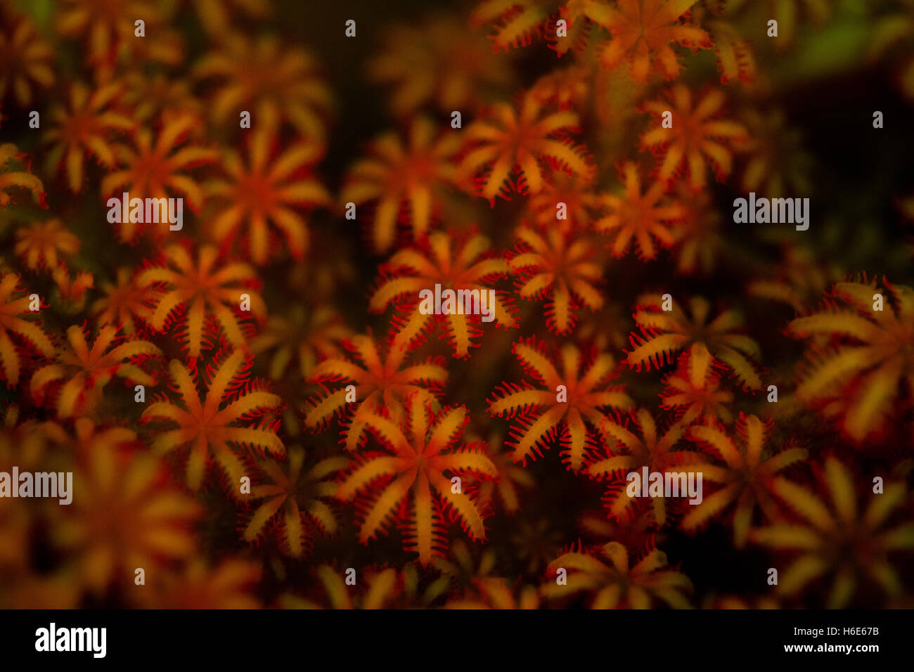 An octocoral colony displays fluorescence on a reef in Raja Ampat. Why ...