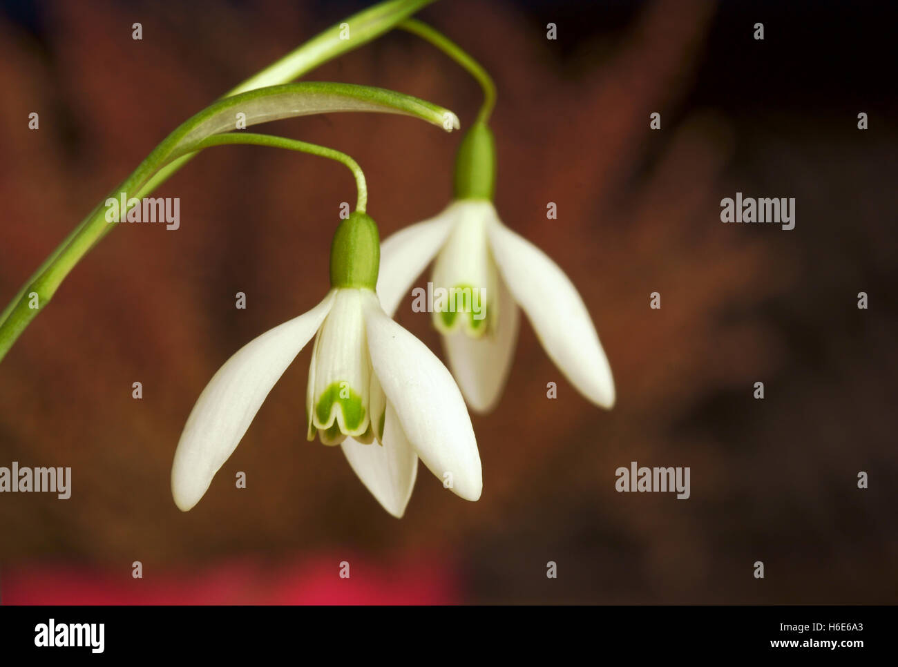 white common snowdrop flower in spring Stock Photo - Alamy