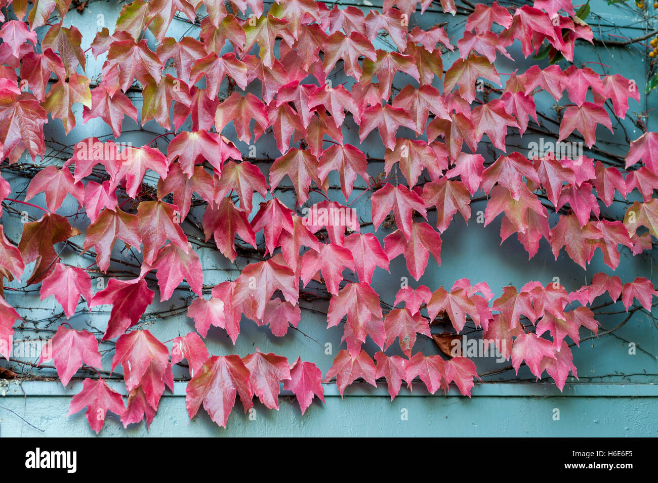 Red wild creepy vine Ampelopsis grape branches and leaves climbing on ...