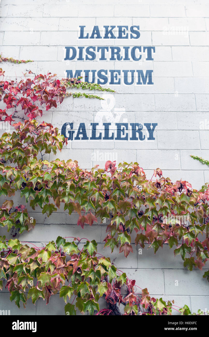 Wild creepy vine Ampelopsis grape branches and leaves climbing on ...