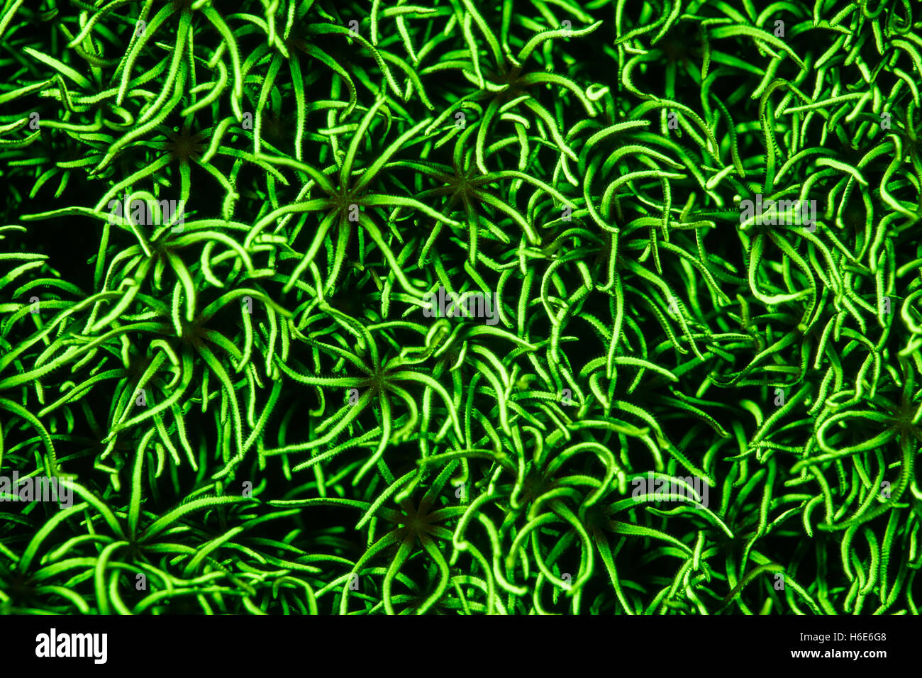 An octocoral colony displays fluorescence on a reef in Raja Ampat. Why ...