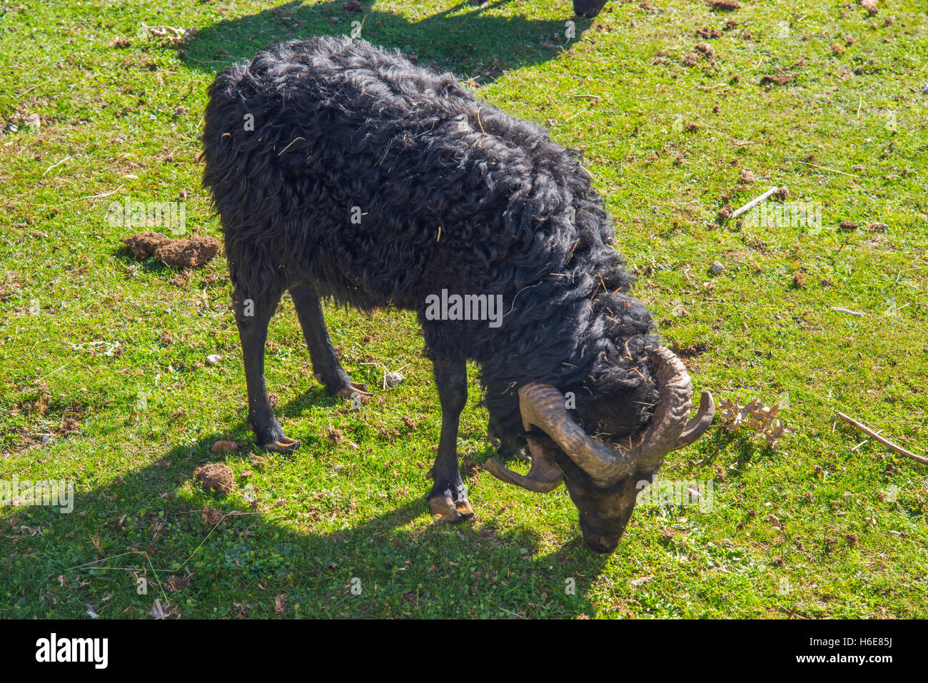 Male Sheep Stock Photos & Male Sheep Stock Images - Alamy