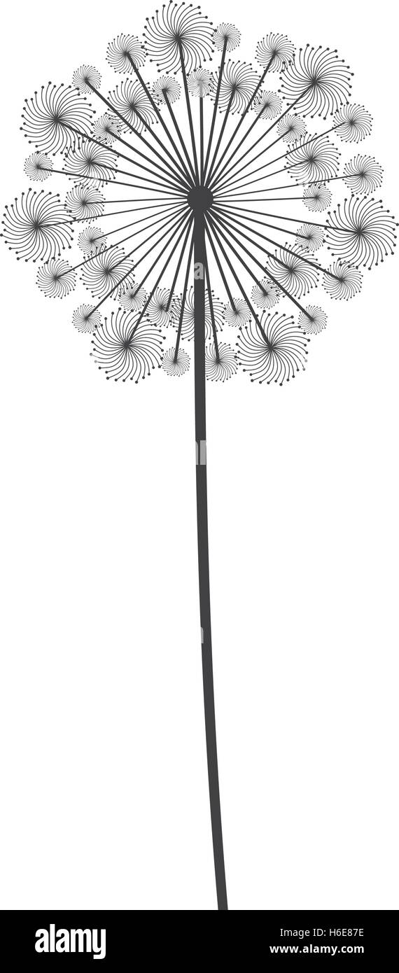 dandelion seed decoration icon Stock Vector Image & Art - Alamy