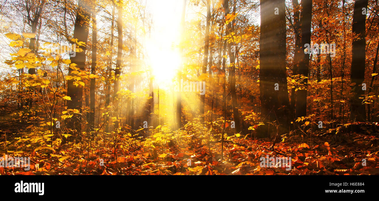 Sun in autumn forest Stock Photo - Alamy