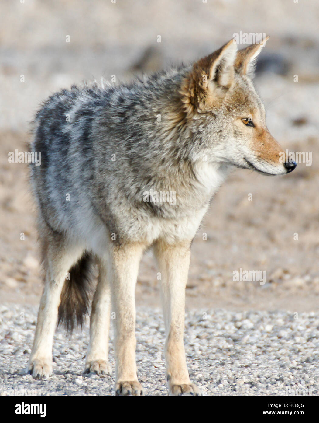 Coyote - Canis latrans Stock Photo - Alamy