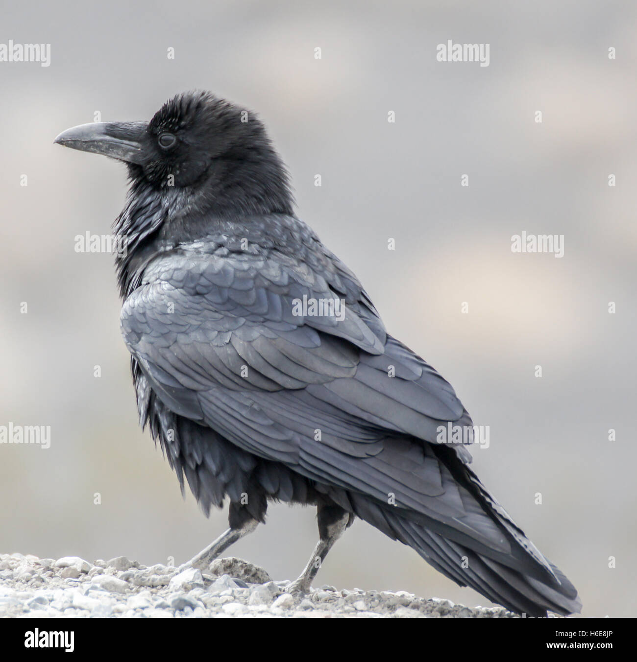 Common Raven, Northern Raven (Corvus corax) Adult Portrait Stock Photo ...