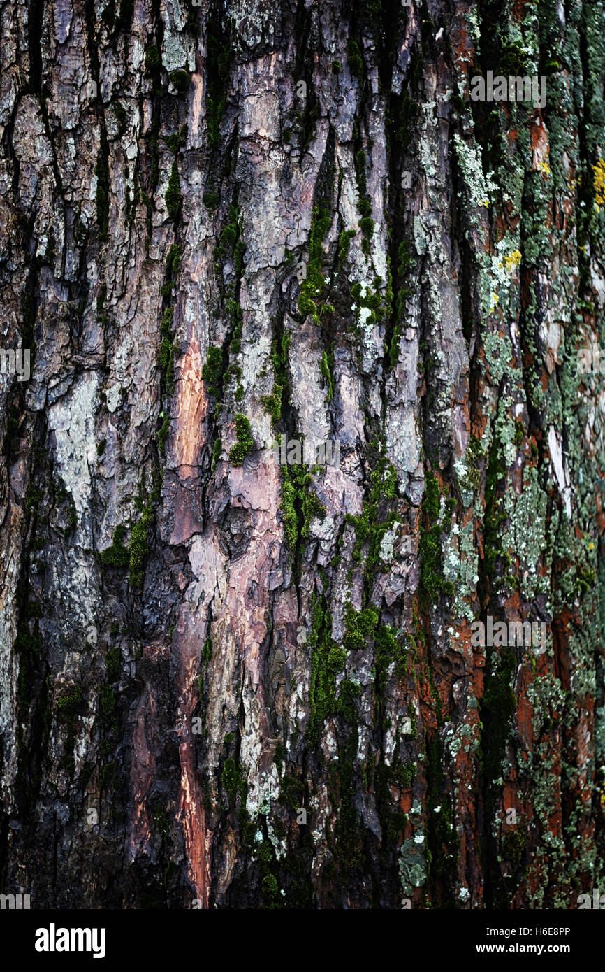 background tree bark Stock Photo - Alamy