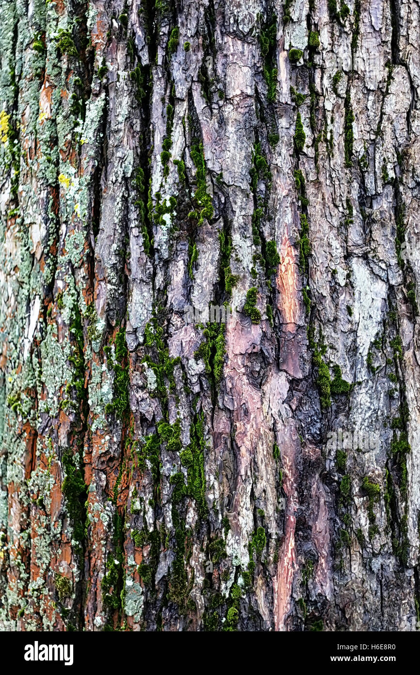 background tree texture Stock Photo - Alamy
