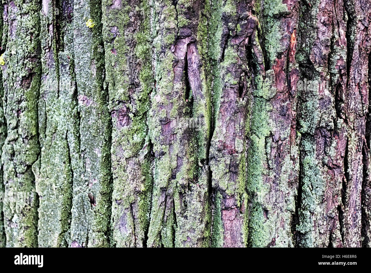 background tree texture Stock Photo - Alamy