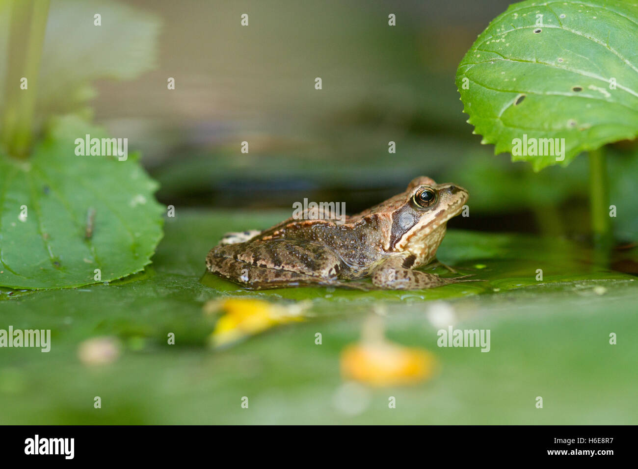 Common frog species hi-res stock photography and images - Alamy