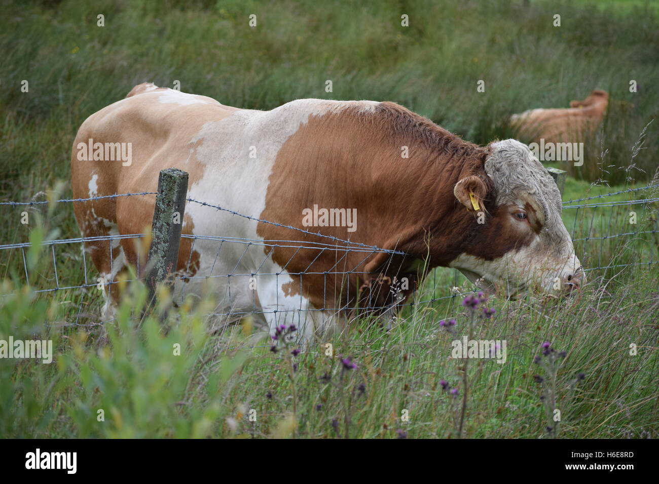 Bull behind barbed wire Stock Photo - Alamy