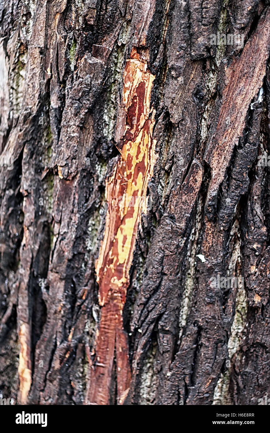 background tree texture Stock Photo - Alamy
