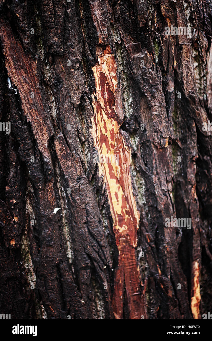 background tree bark Stock Photo - Alamy