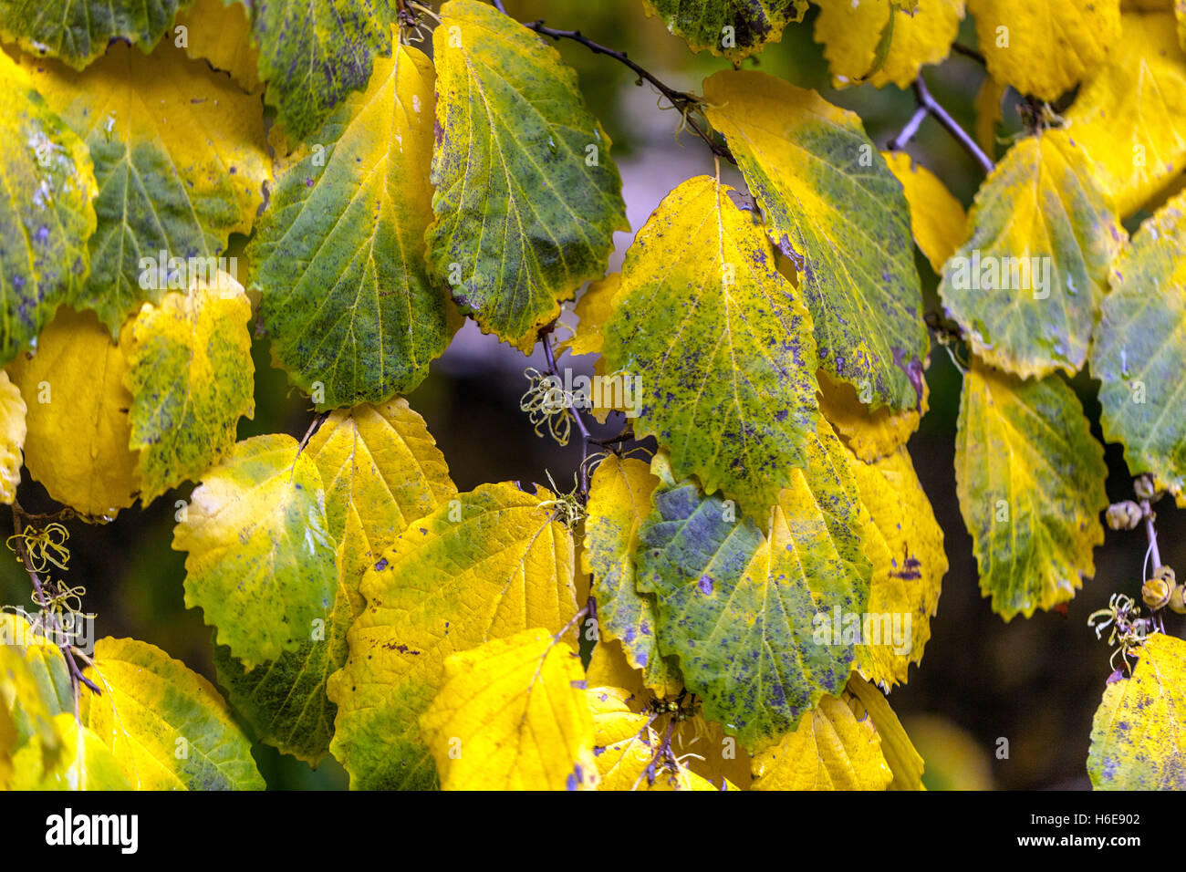 Witch hazel autumn foliage hamamelis hi-res stock photography and ...