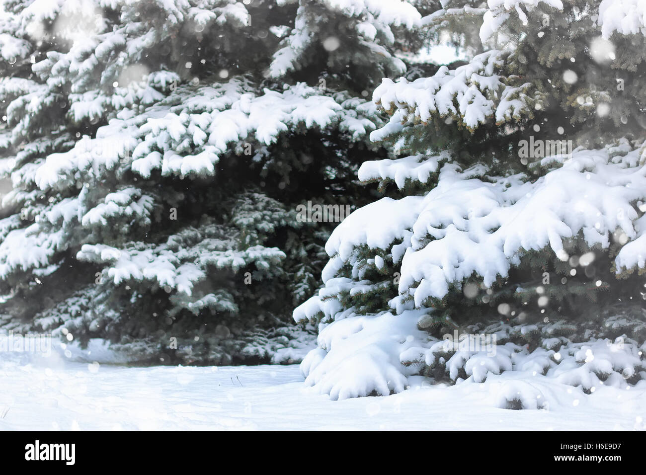 winter fir tree snow Stock Photo - Alamy