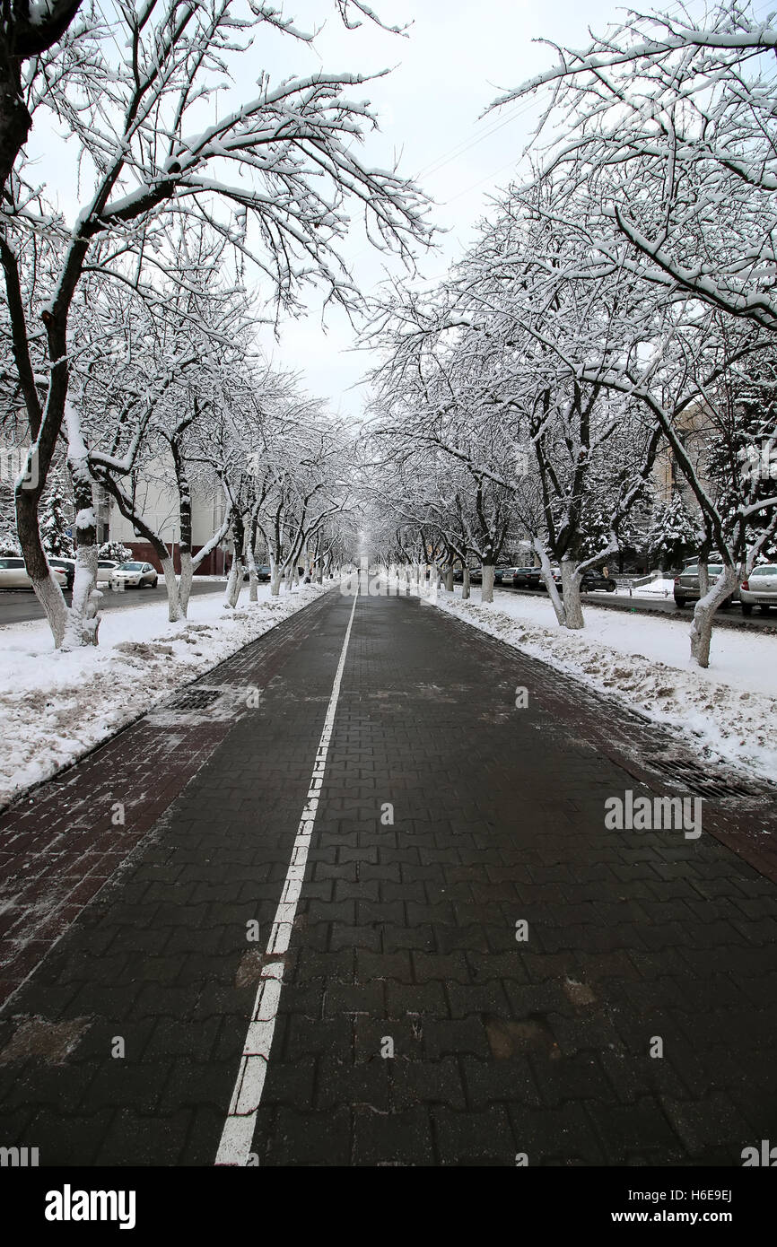 pedestrian way tree winter Stock Photo - Alamy