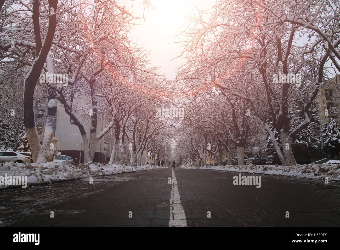 pedestrian way tree winter Stock Photo - Alamy