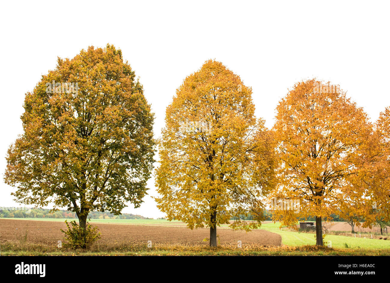 Autumnal landscape tree leaves hi-res stock photography and images - Alamy