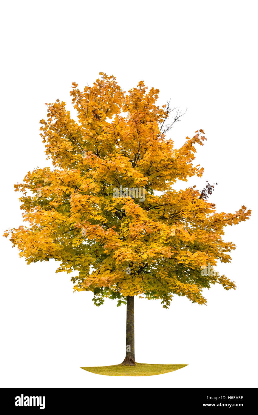 Autumnal maple tree isolated on white background. Yellow red autumn ...