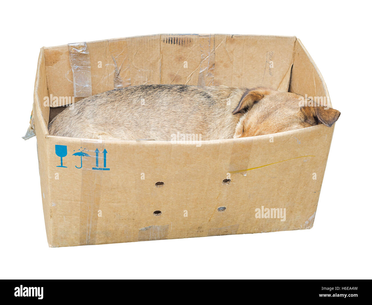 Sad white brown stray dog Cut Out Stock Images & Pictures - Alamy