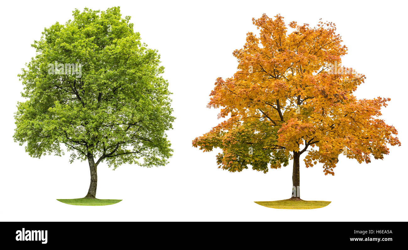 Spring and autumn tree isolated on white background. Yellow red green ...