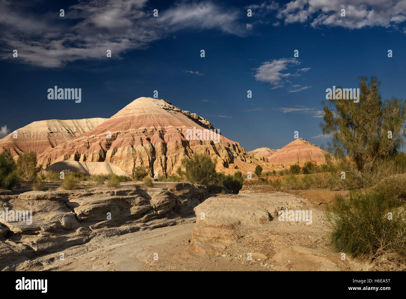 Dry saxaul haloxylon ammodendron shrub hi-res stock photography and ...
