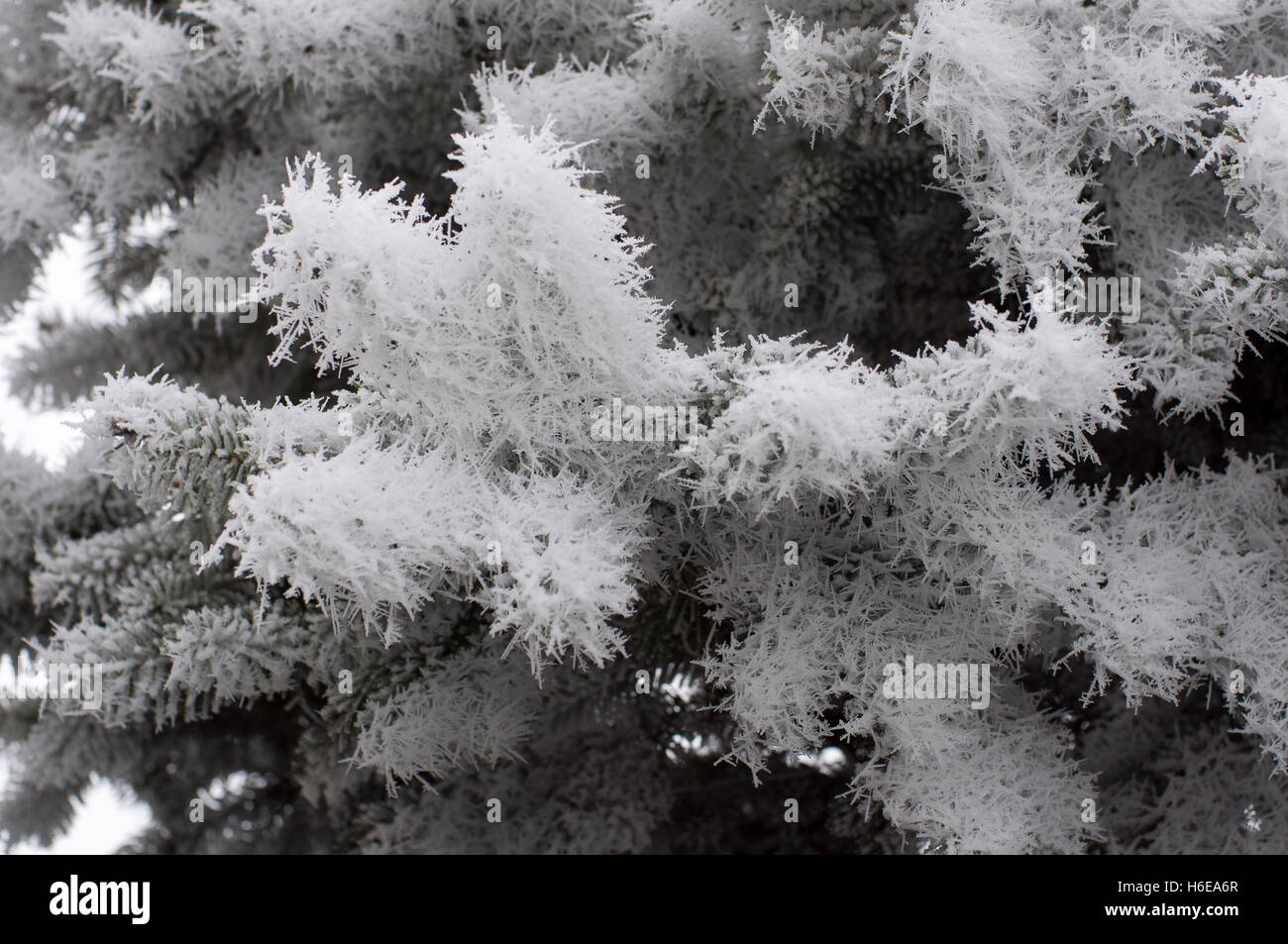 Macro view of the hoarfrost on the fir tree branches. Small deep of ...