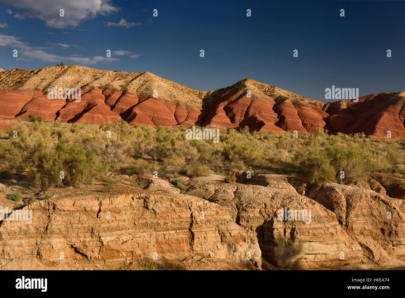 Dry saxaul haloxylon ammodendron shrub hi-res stock photography and ...