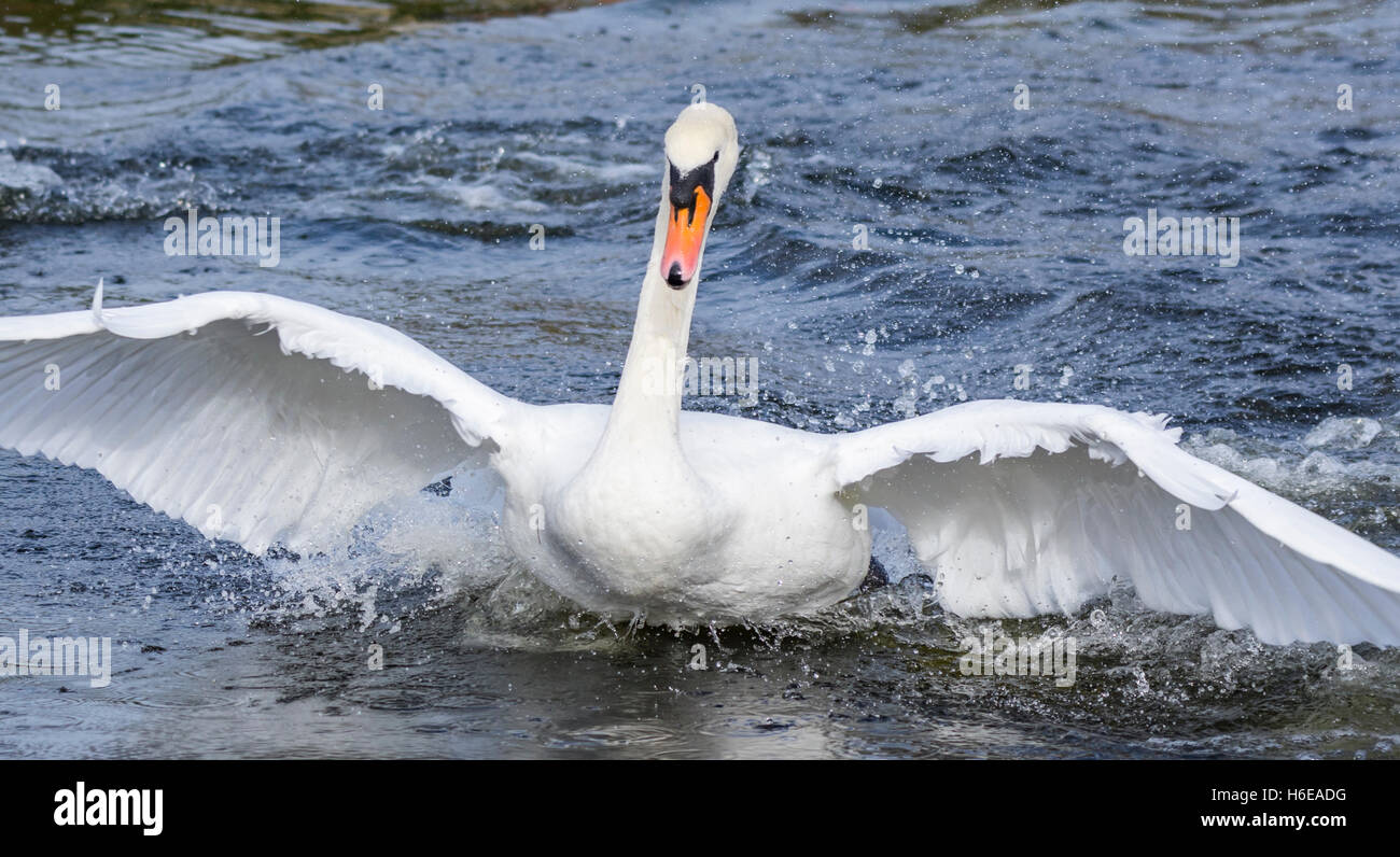 Swan Flying Out Of Water