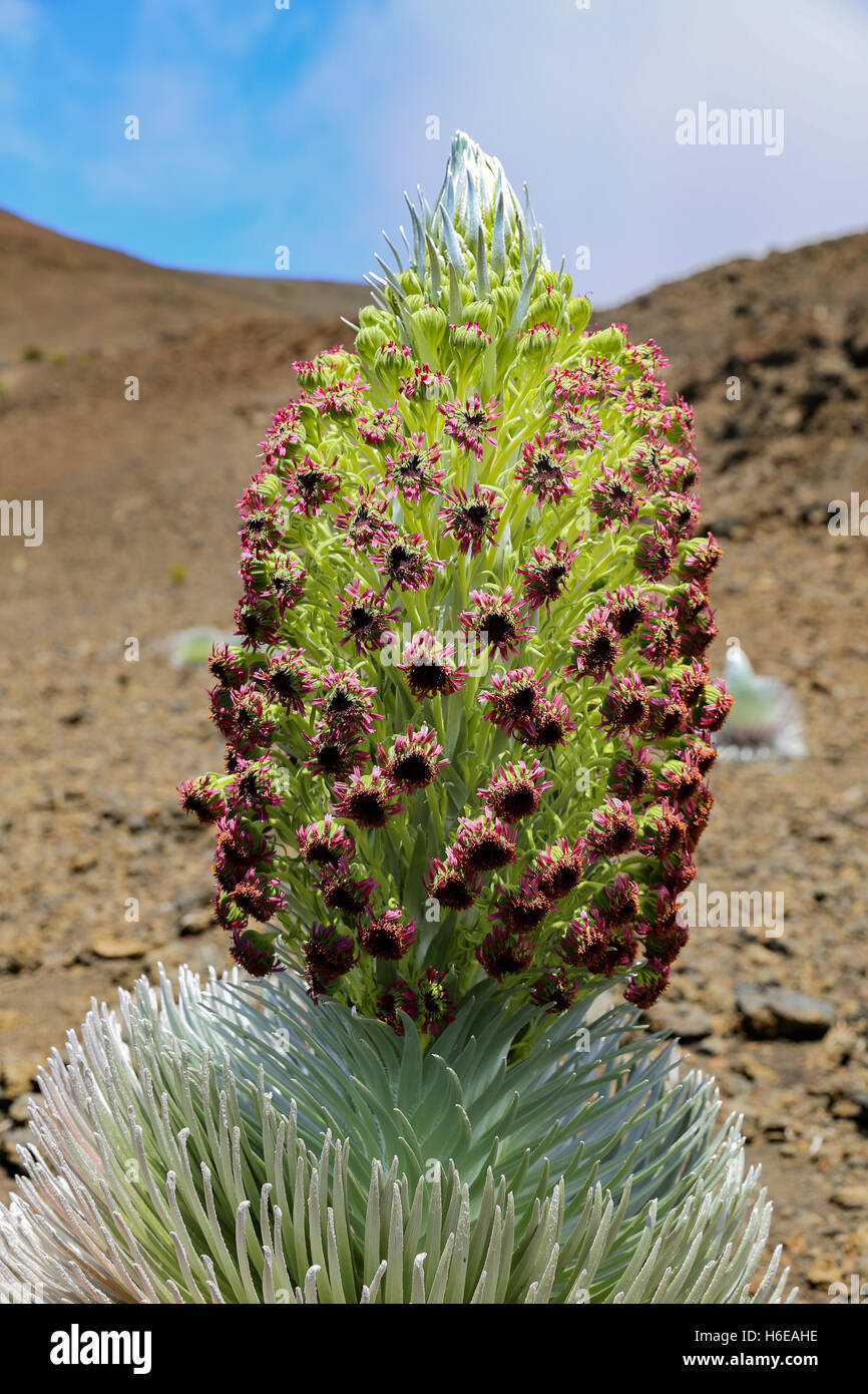 East maui silversword plant hi-res stock photography and images - Alamy