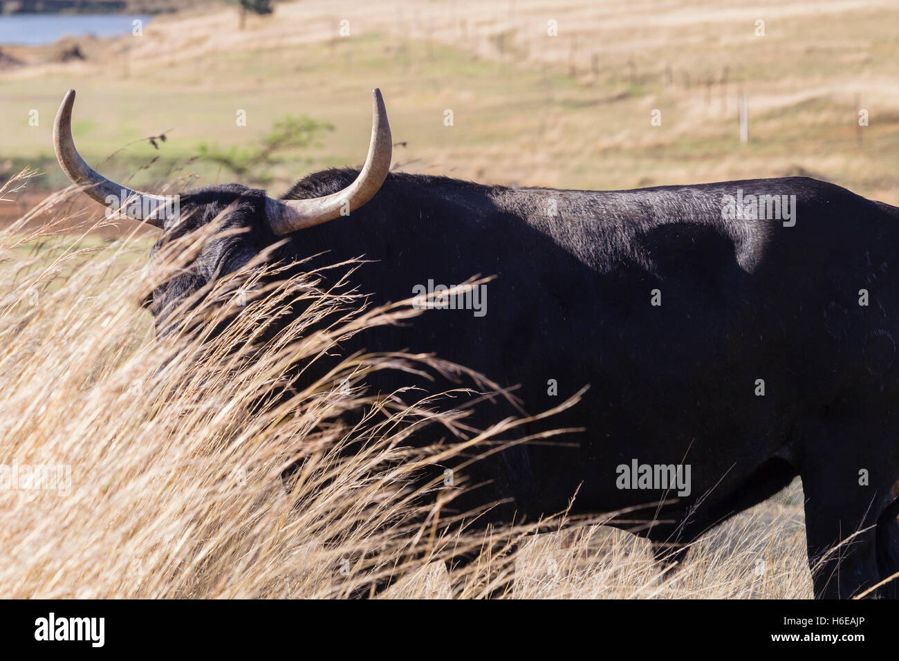 Cow bull animal closeup dry farming landscape Stock Photo - Alamy