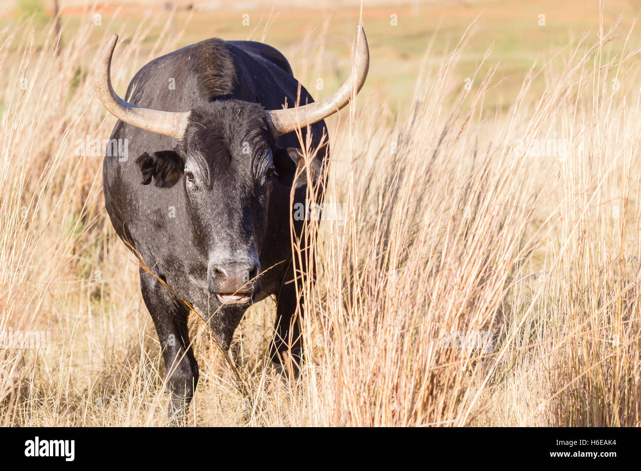 Cow bull animal closeup dry farming landscape Stock Photo - Alamy