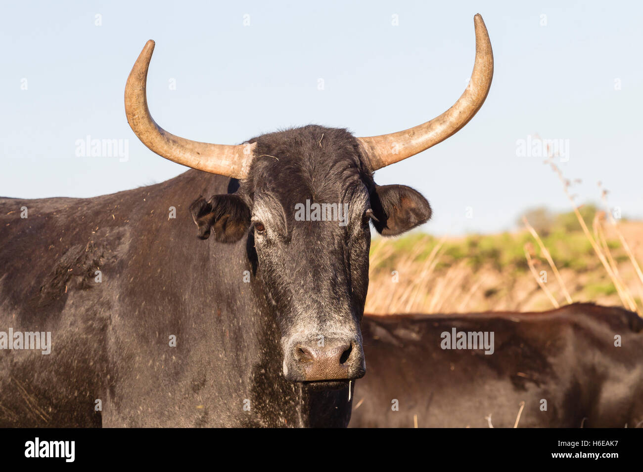 Cow bull animal closeup dry farming landscape Stock Photo - Alamy