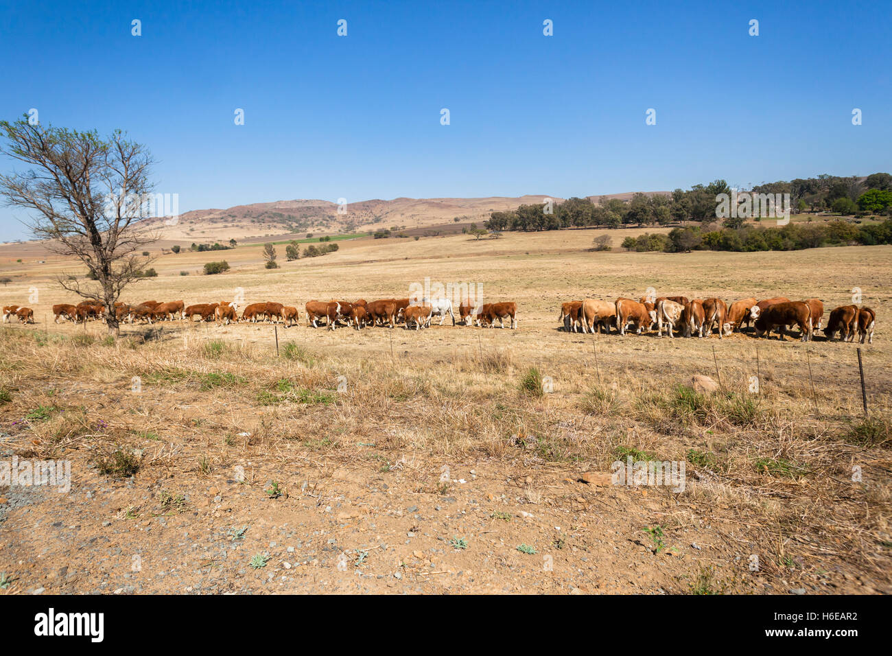 Cattle farm animals over the dry landscape Stock Photo - Alamy