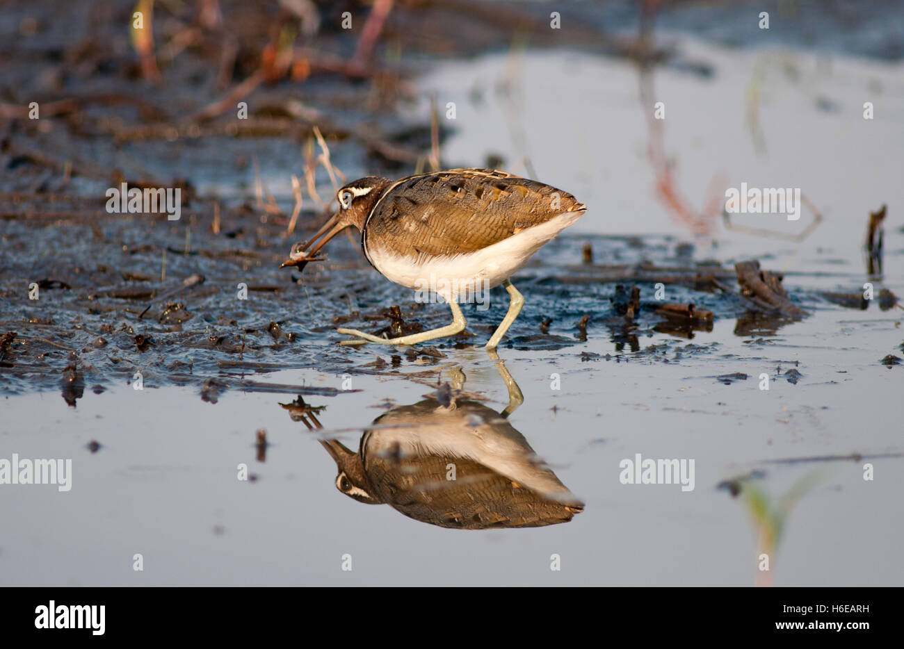 Greater Painted Snipe, male, Rostratula benghalensis Stock Photo - Alamy