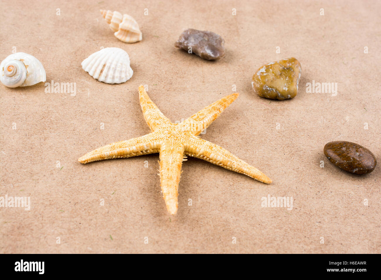 Starfish, seashells and pebbles on brown background Stock Photo - Alamy