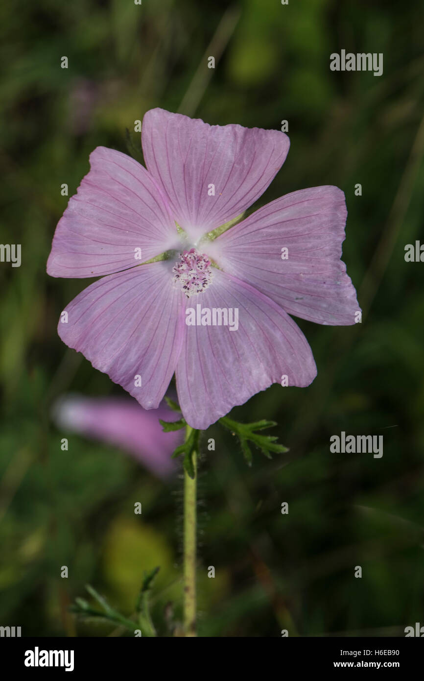 Malva moschata, Musk Mallow, growing in dry grassland, Surrey, UK. June ...